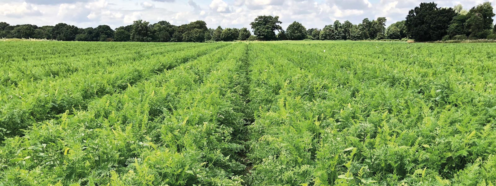 British Organic Carrots Recipes and Facts